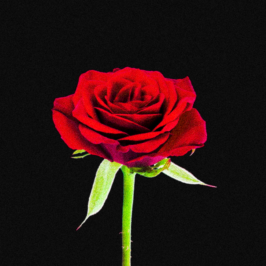 Interview / Birds Of Pandaemonium / Our Starry Universe – Ban Ban Ton Ton